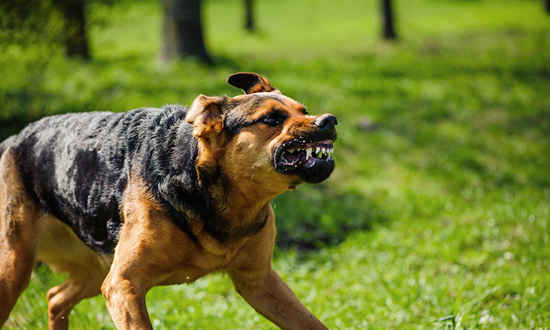 Experienced Columbus Animal Attack Lawyer | Donahey Law Firm